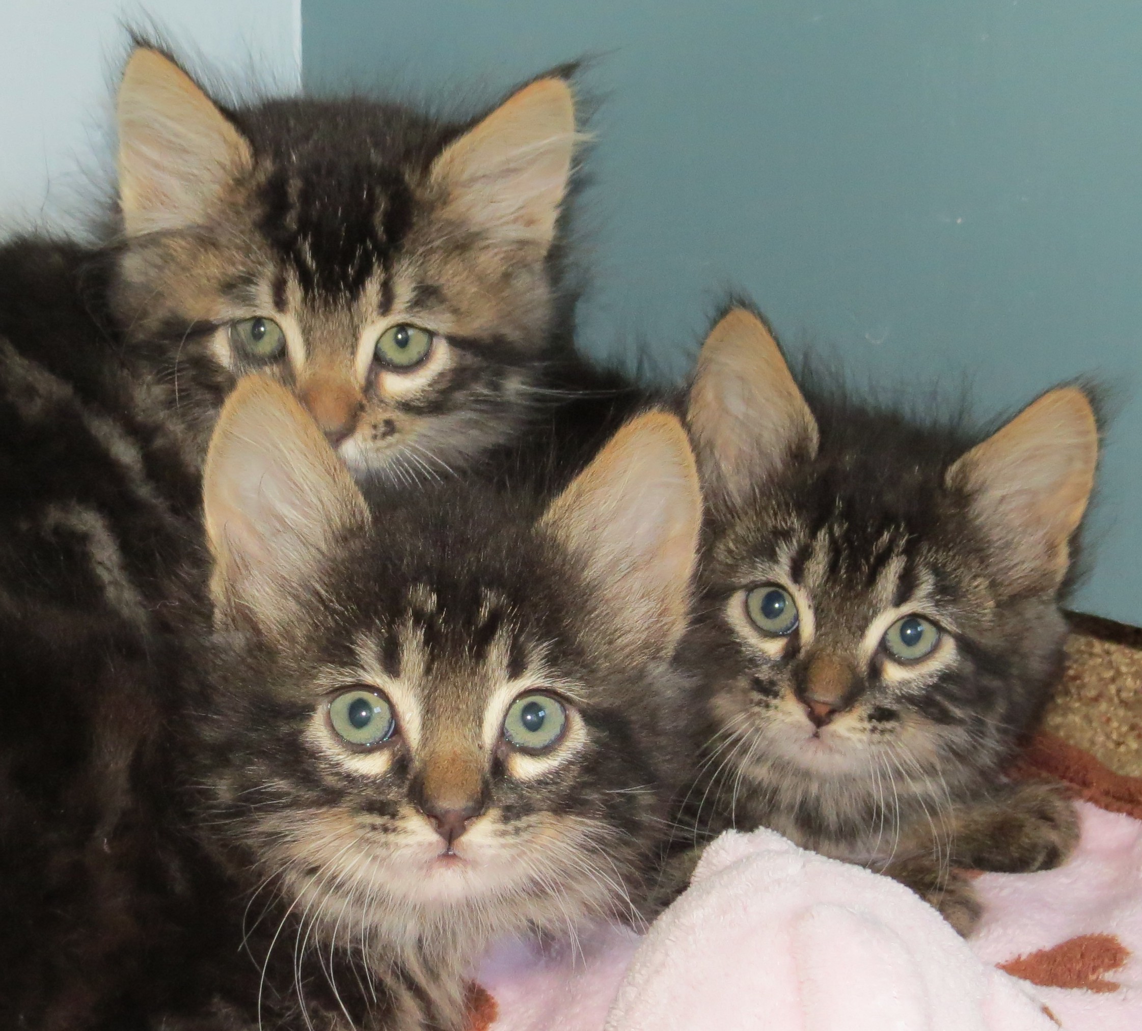 Feline Network of the Central Coast | Feline Network of the Central ...