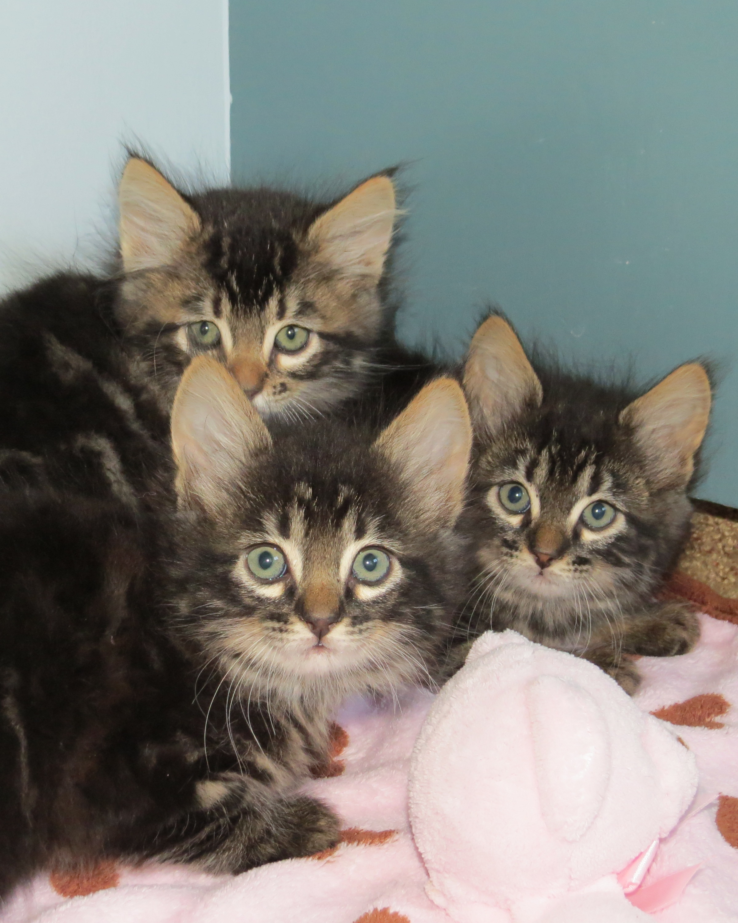 Feline Network of the Central Coast | Feline Network of the Central ...