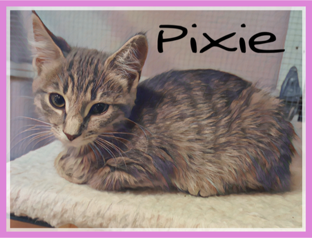 pixie | Feline Network of the Central Coast