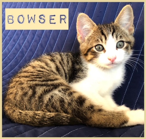 bowser | Feline Network of the Central Coast