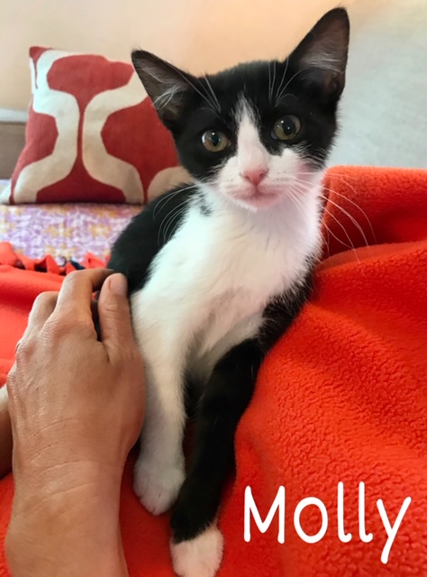 molly | Feline Network of the Central Coast