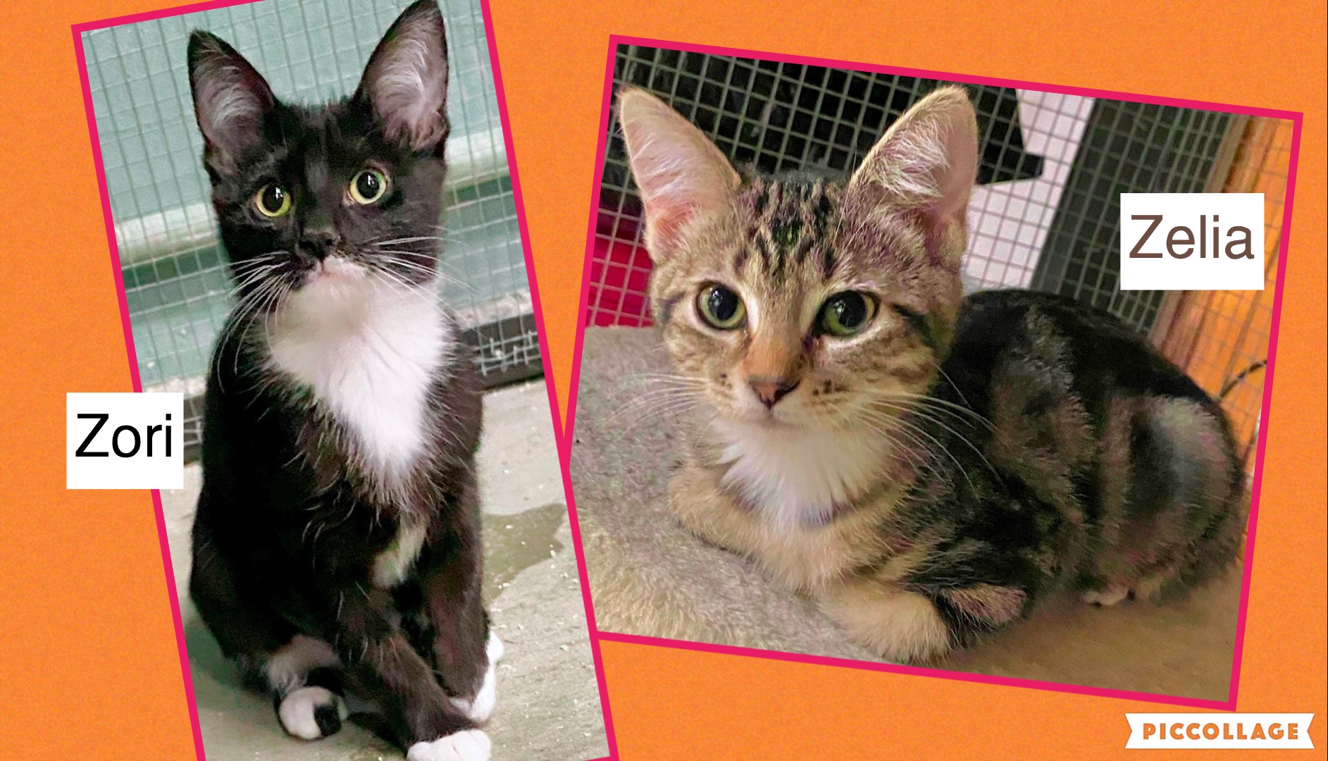 collage-zori-zelia | Feline Network of the Central Coast