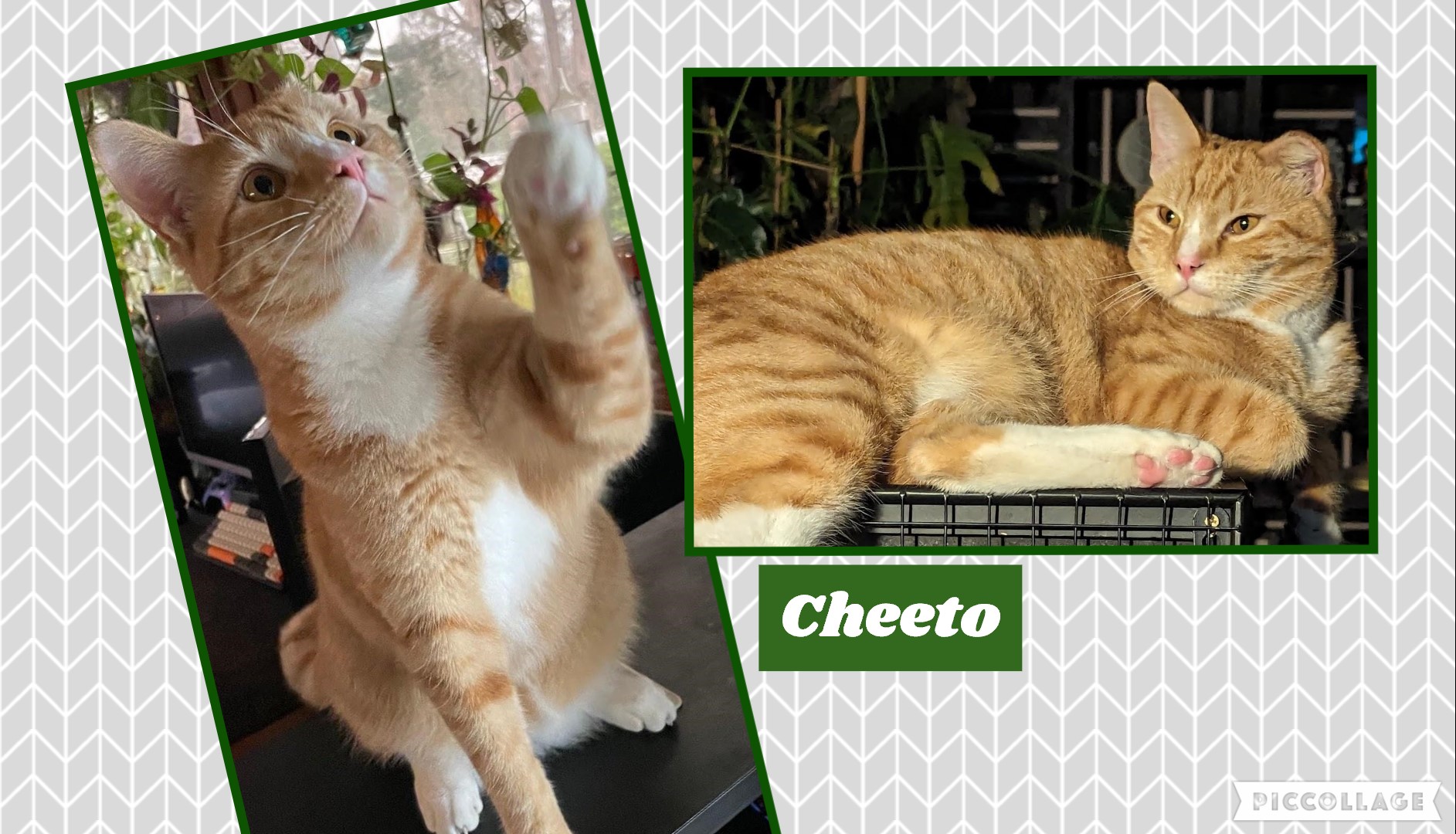 Posts | Feline Network of the Central Coast | Feline Network of the ...
