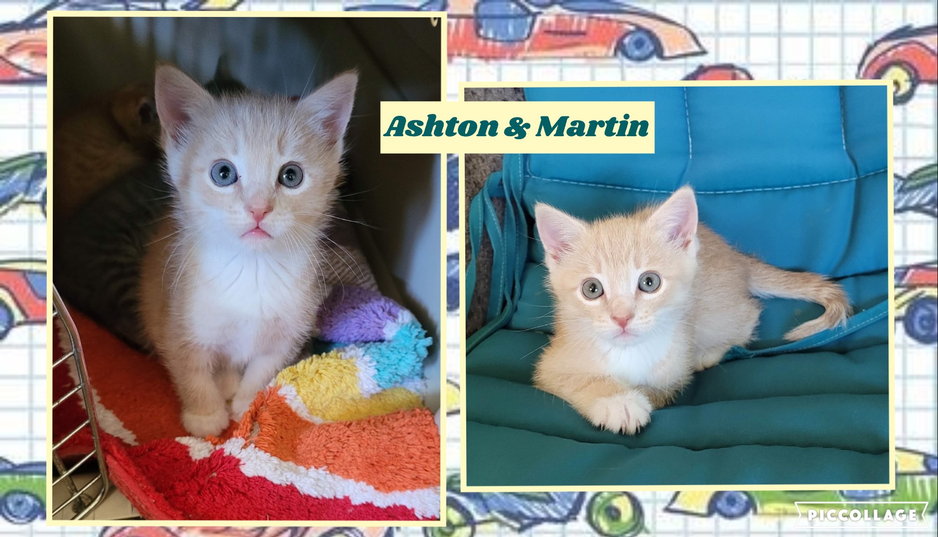 kittens | Feline Network of the Central Coast