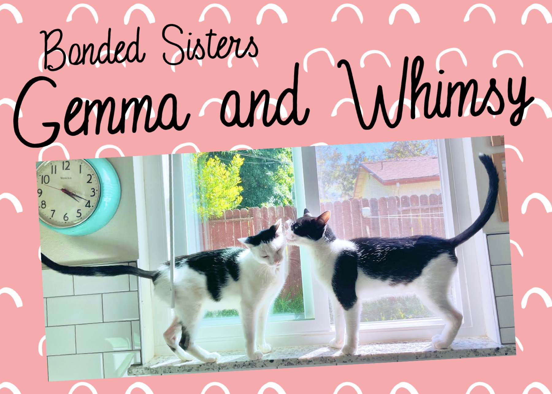 cats | Feline Network of the Central Coast