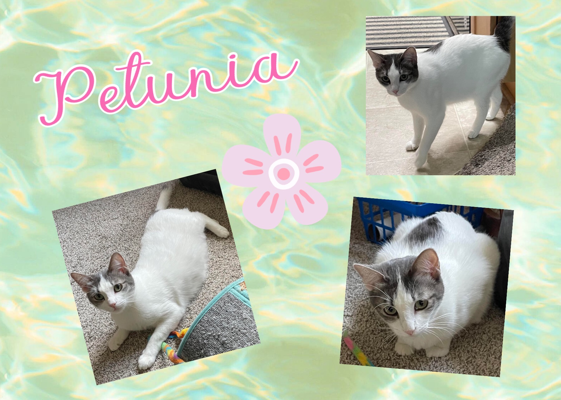 cats | Feline Network of the Central Coast