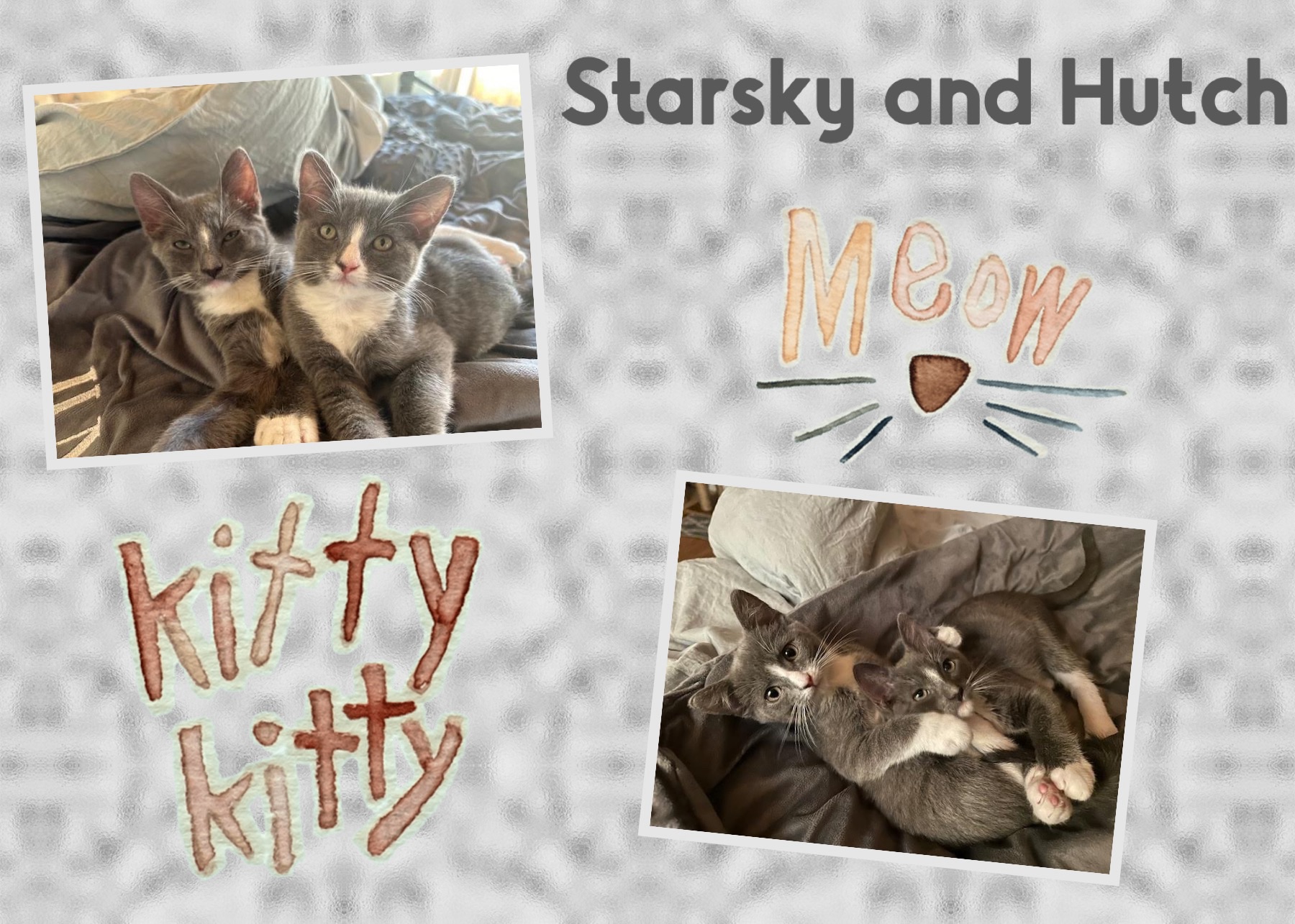 kittens | Feline Network of the Central Coast