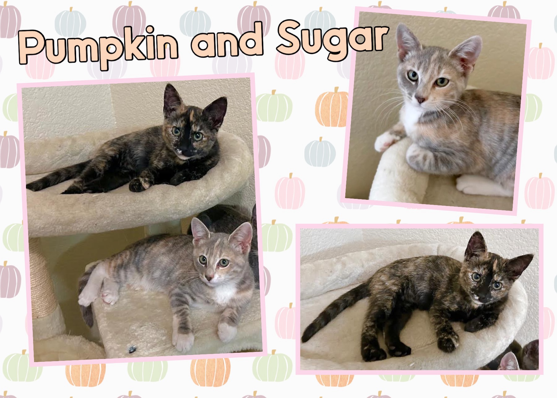 kittens | Feline Network of the Central Coast