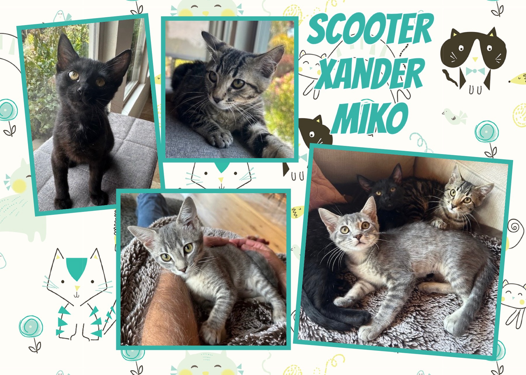 kittens | Feline Network of the Central Coast