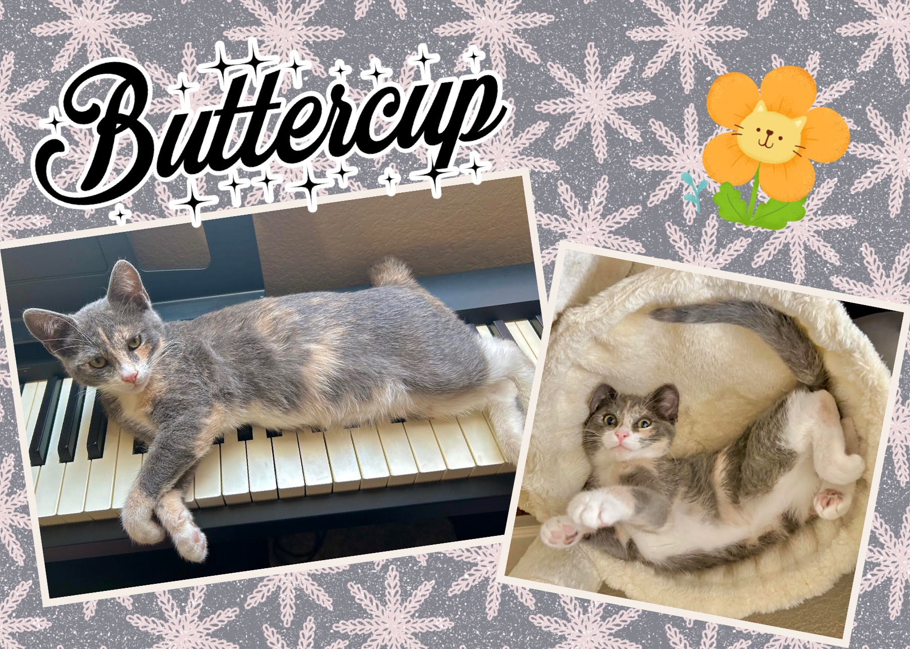 kittens | Feline Network of the Central Coast