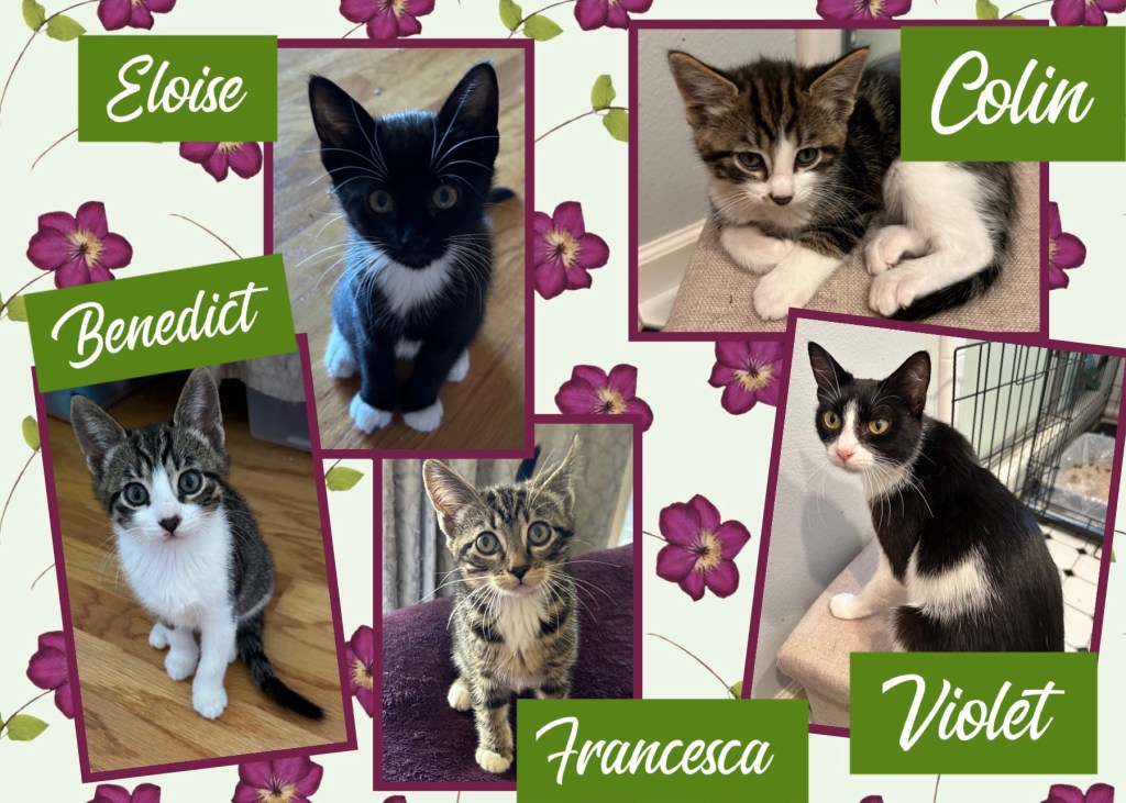 kittens | Feline Network of the Central Coast