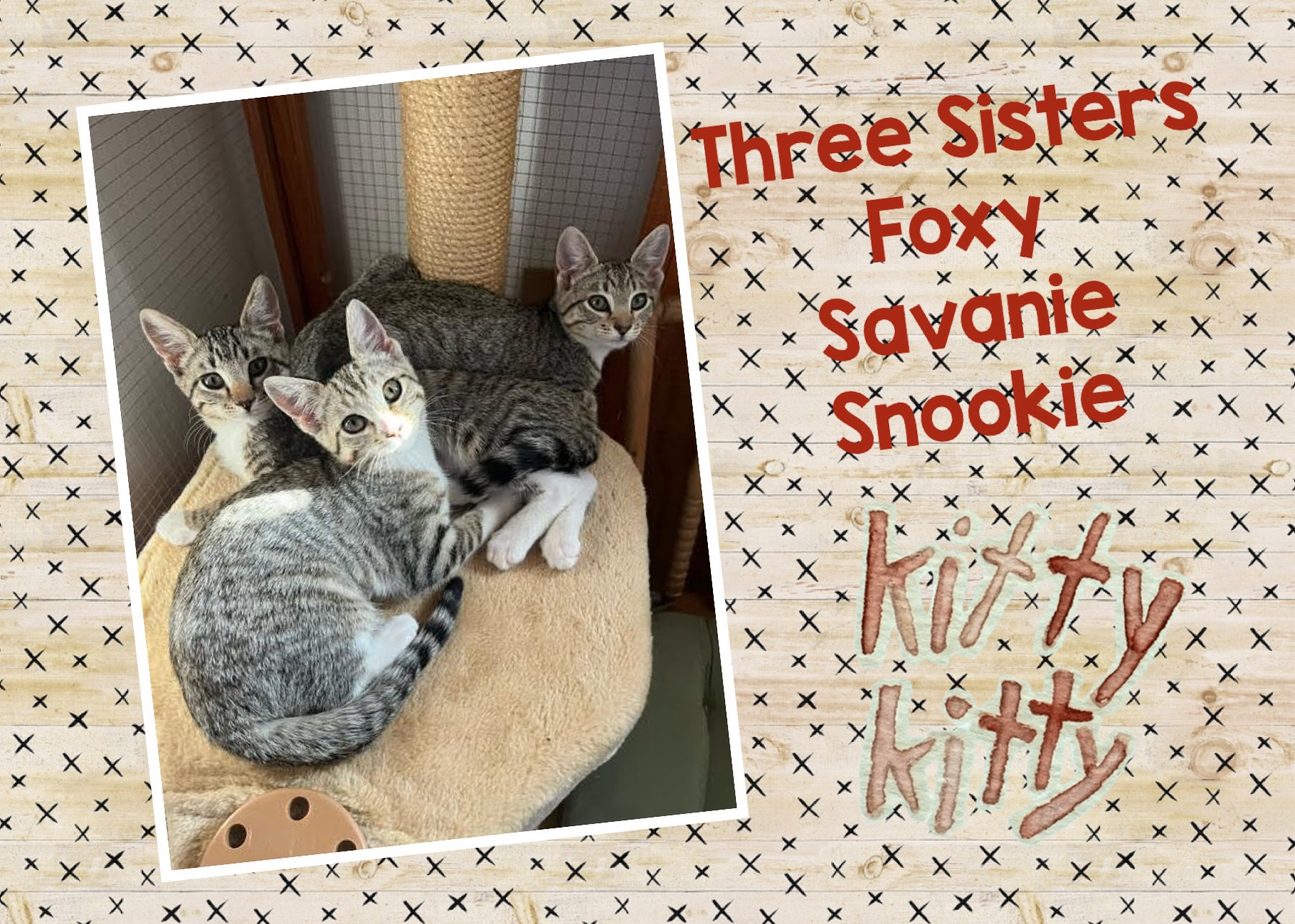 kittens | Feline Network of the Central Coast