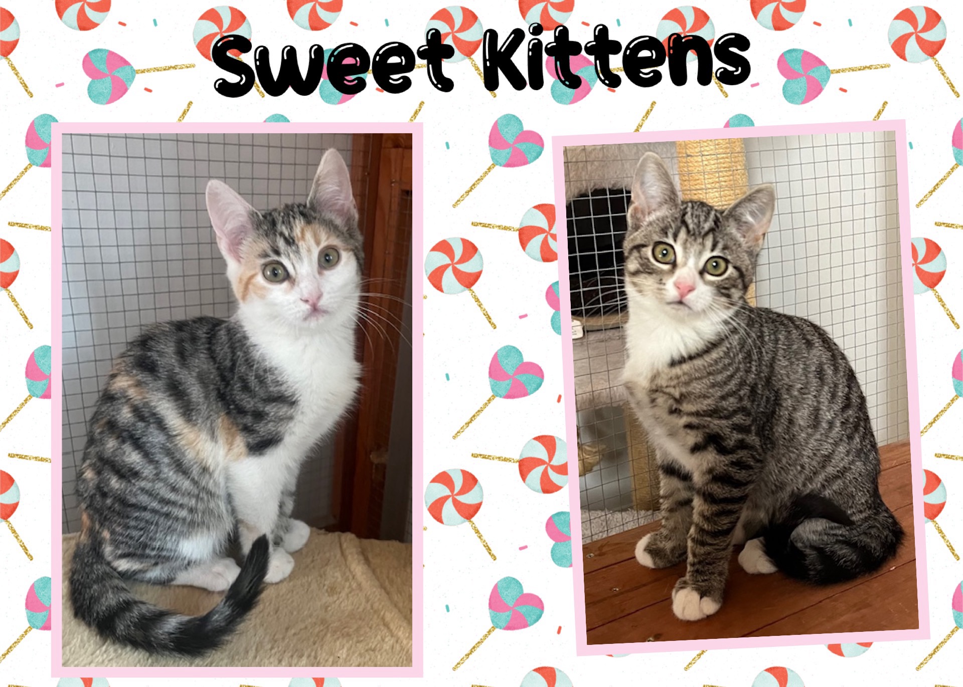 Posts | Feline Network of the Central Coast | Feline Network of the ...