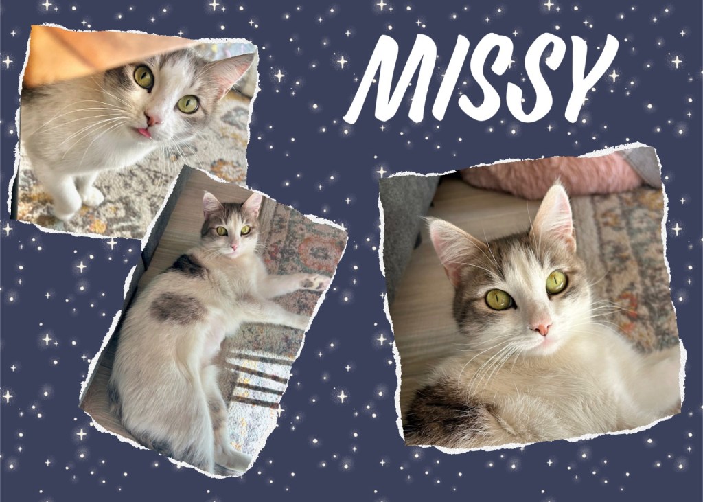 Posts | Feline Network of the Central Coast | Feline Network of the ...