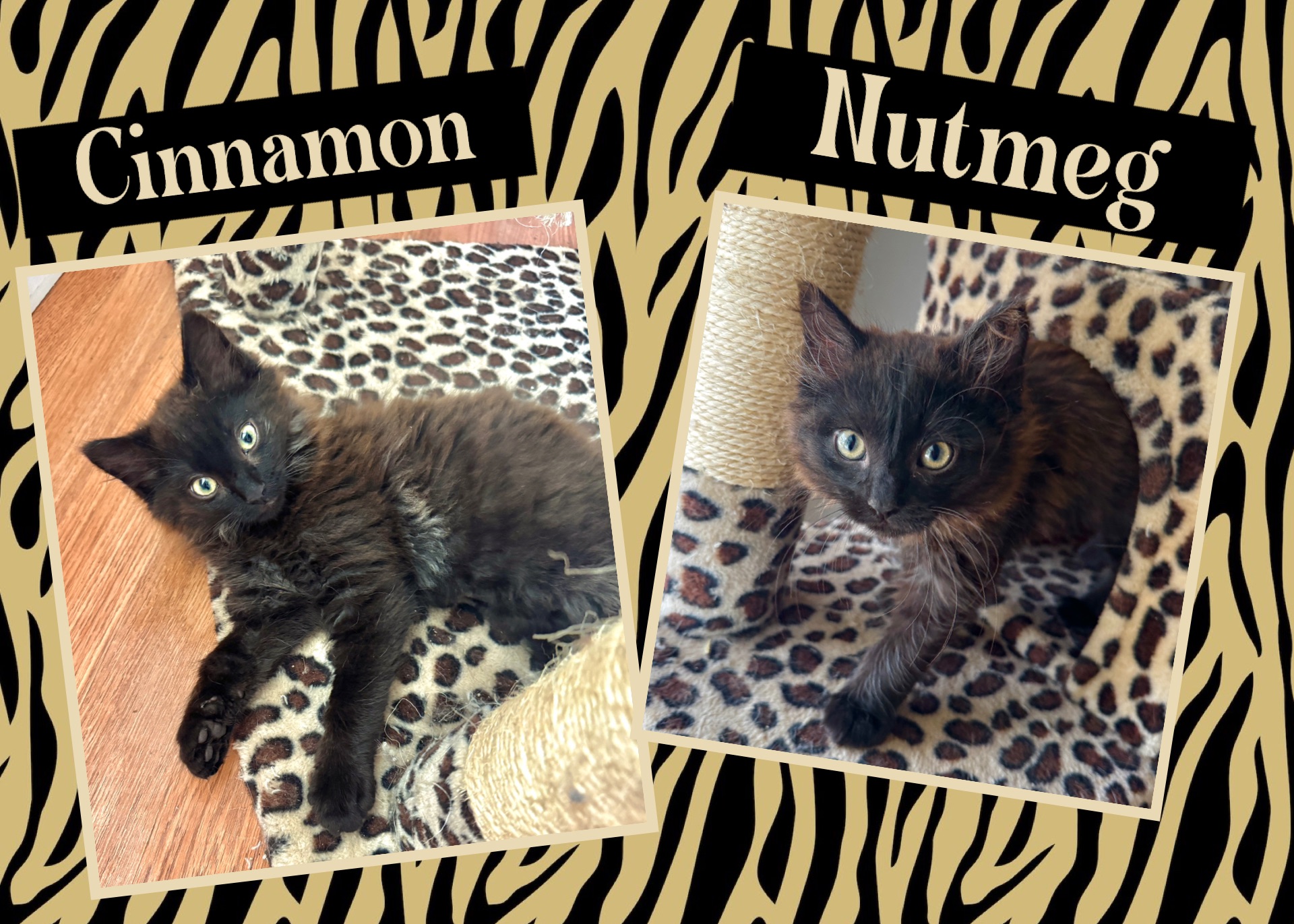 kittens | Feline Network of the Central Coast