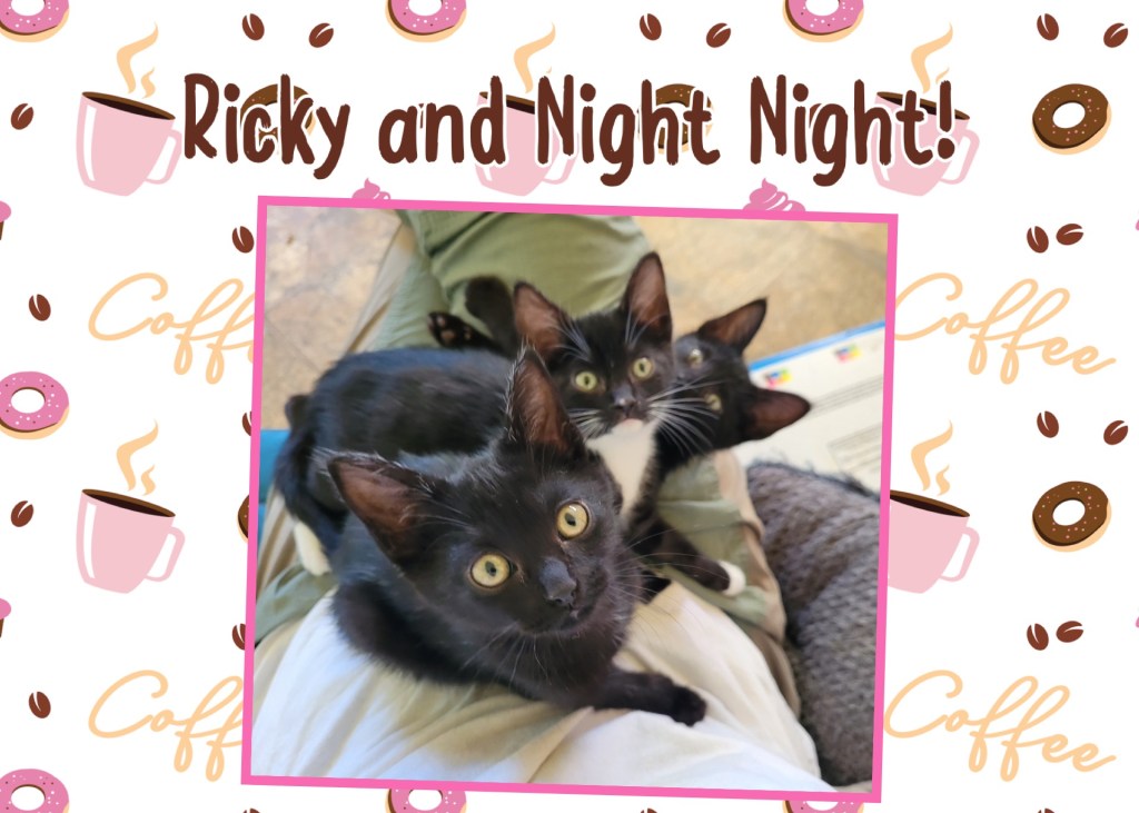 kittens | Feline Network of the Central Coast