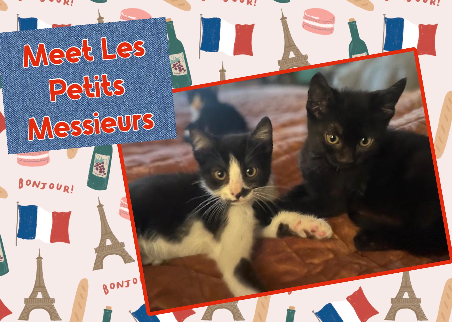 kittens | Feline Network of the Central Coast