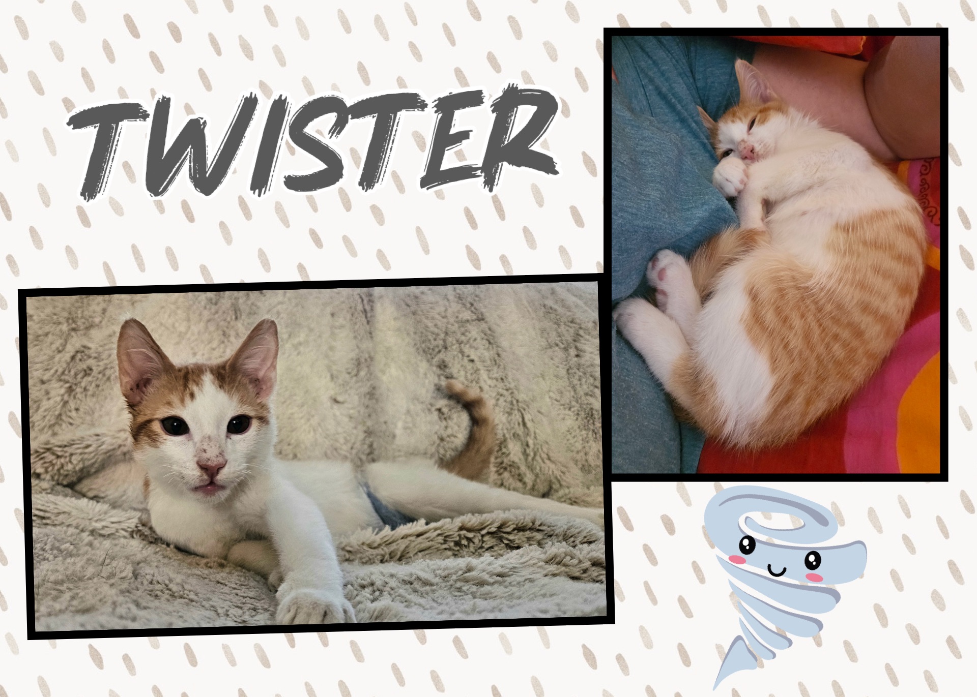 kittens | Feline Network of the Central Coast