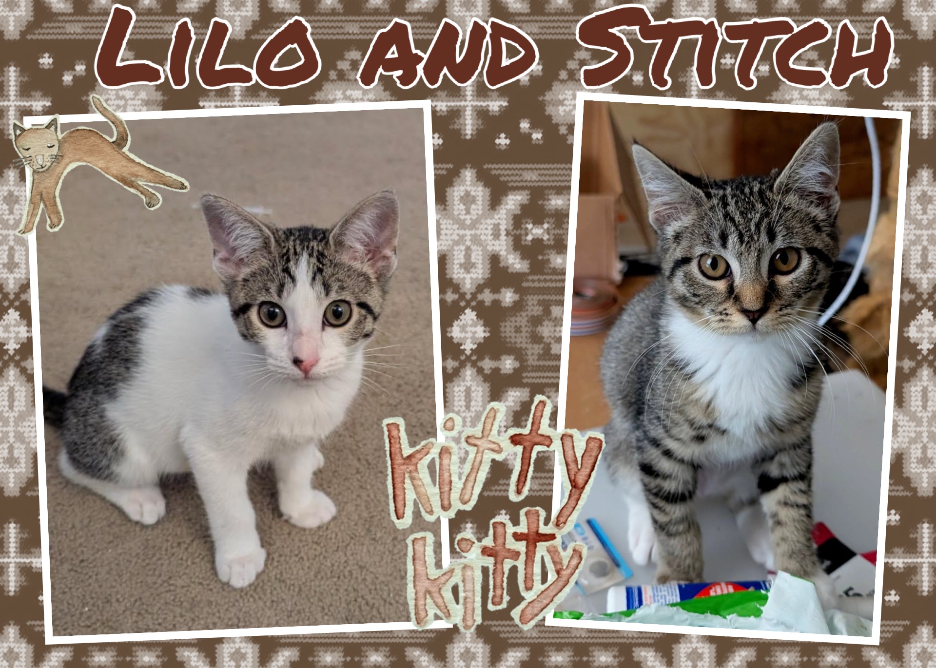 kittens | Feline Network of the Central Coast