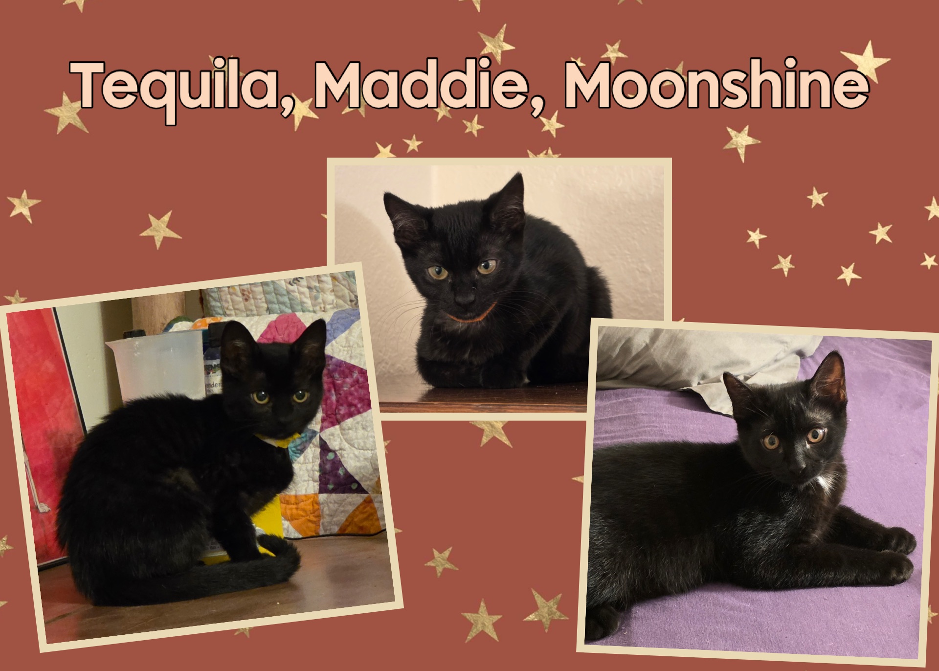 kittens | Feline Network of the Central Coast