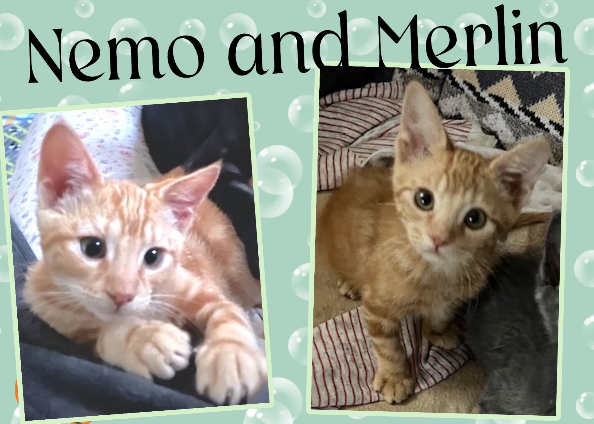 kittens | Feline Network of the Central Coast