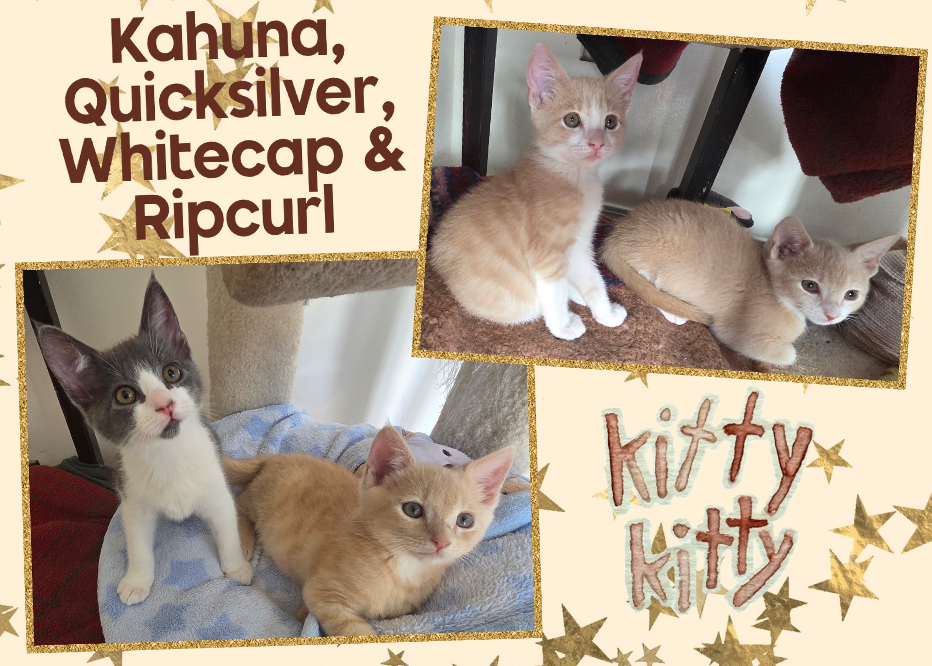 kittens | Feline Network of the Central Coast