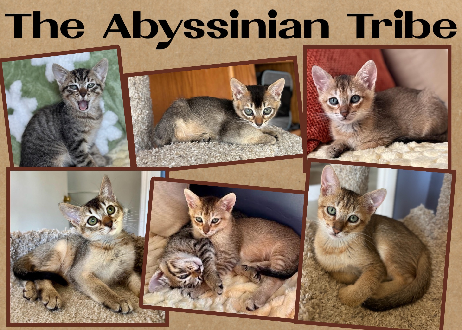 kittens | Feline Network of the Central Coast