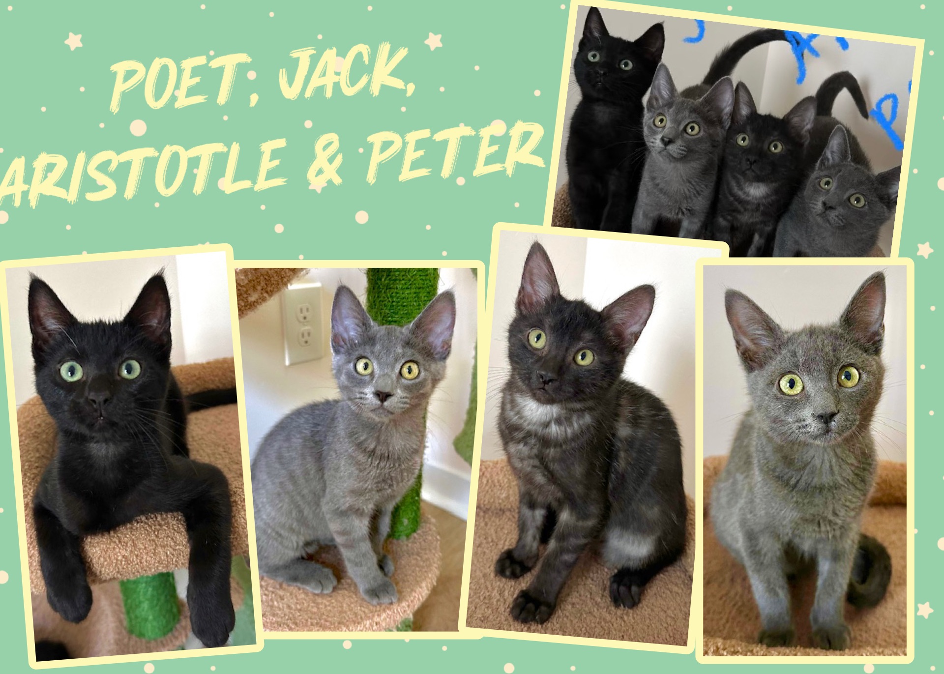 kittens | Feline Network of the Central Coast