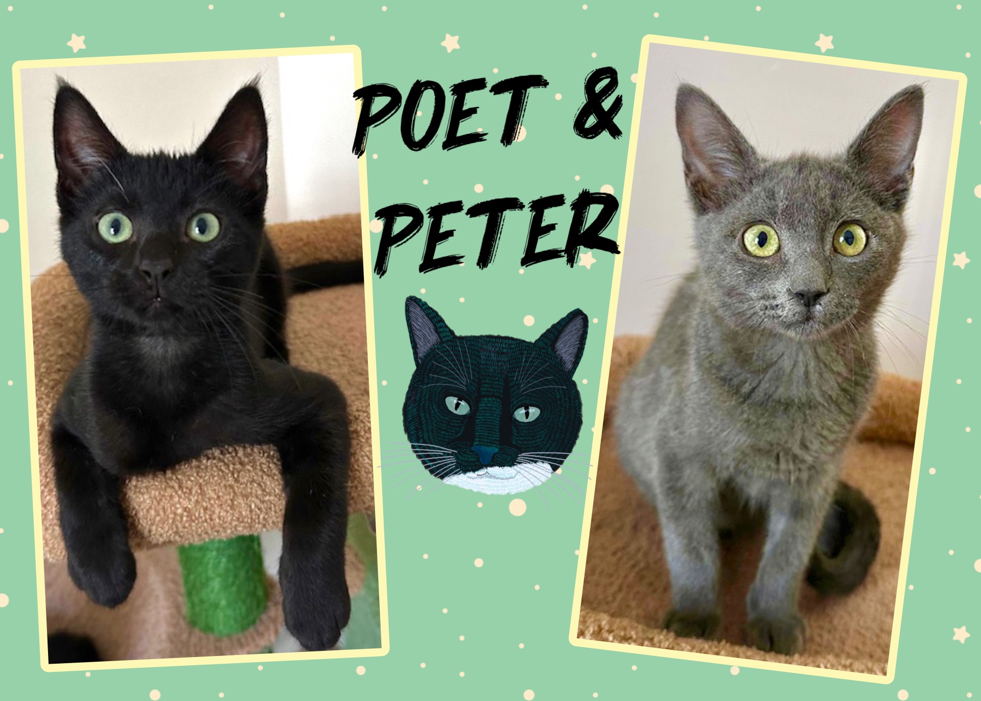 kittens | Feline Network of the Central Coast