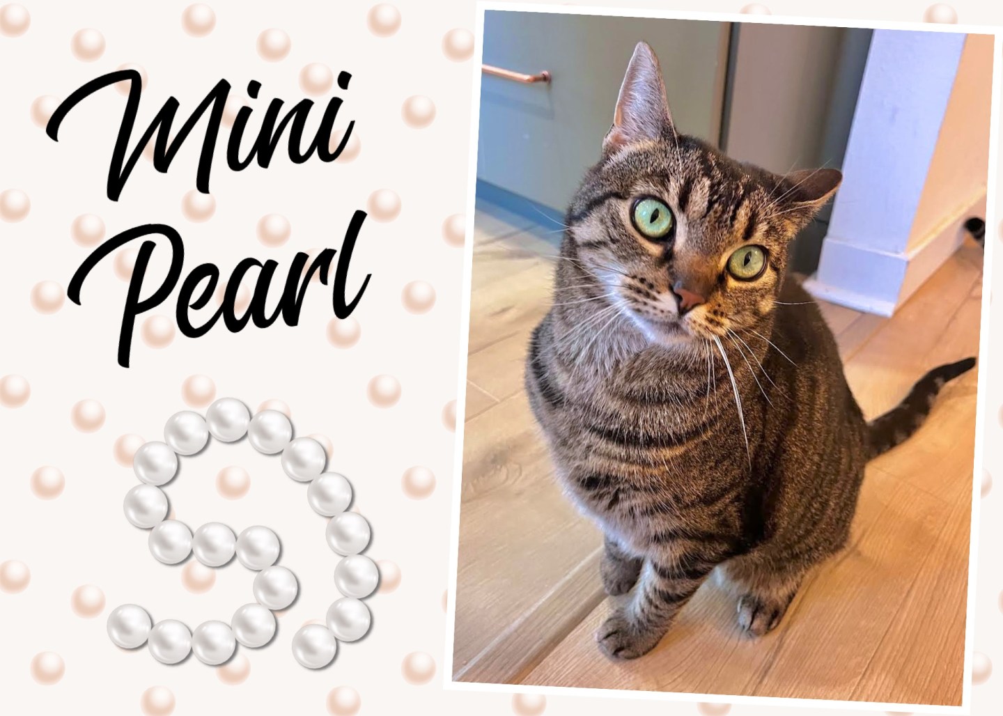 Mini Pearl | Feline Network of the Central Coast