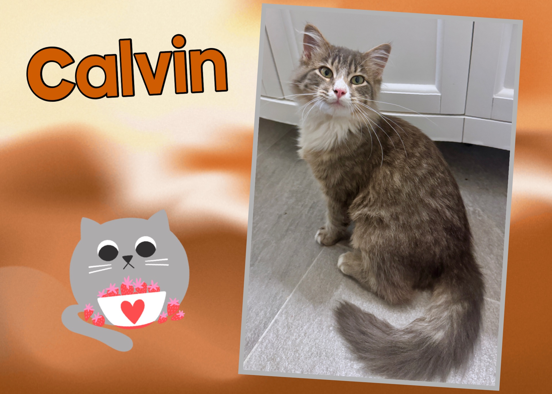 Calvin | Feline Network of the Central Coast
