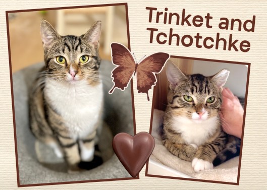 Trinket and Tchotchke | Feline Network of the Central Coast